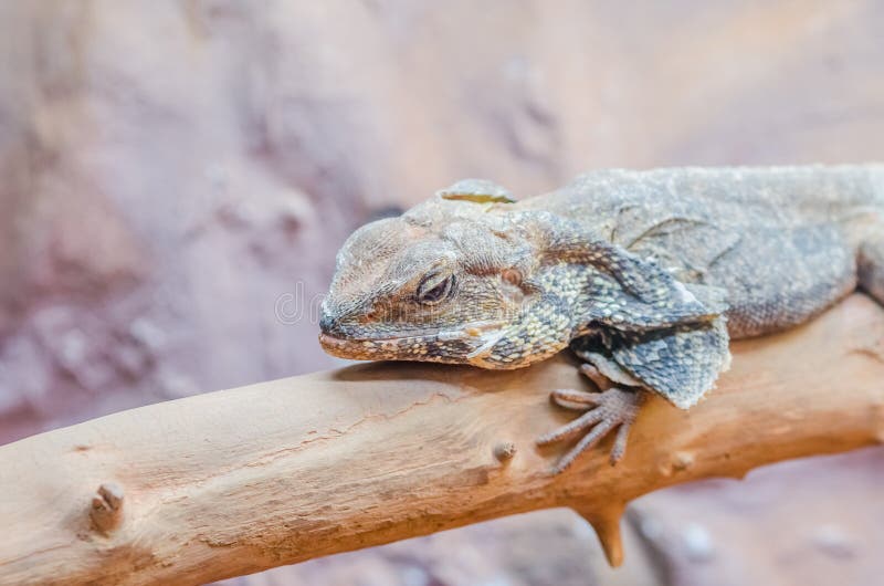 Frilled Lizard stock image. Image of indoors, skin, kingii - 32365967