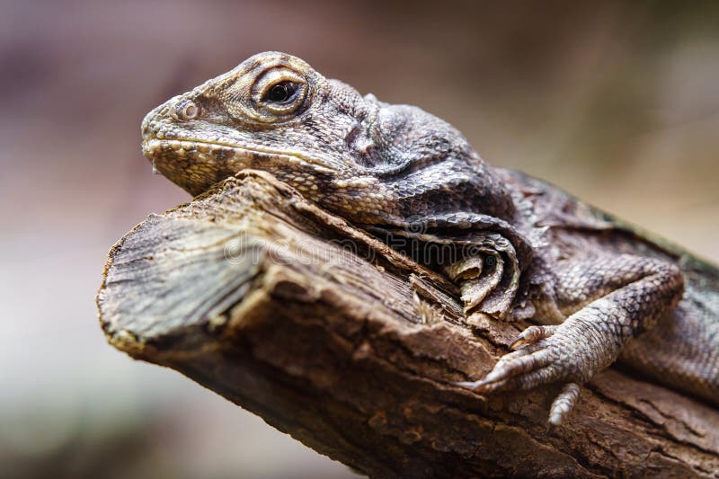 Frilled lizard stock image. Image of beautiful, green - 269776211