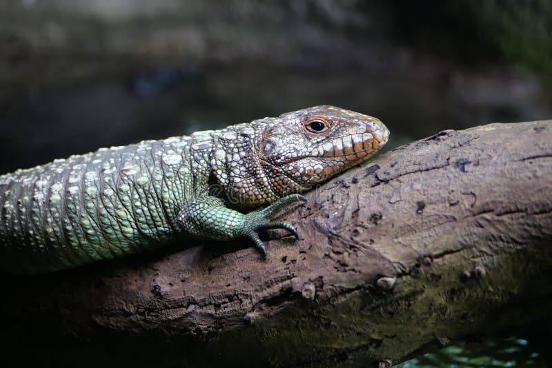 A Frilled Lizard Sitting on a Log. Stock Image - Image of kingii ...