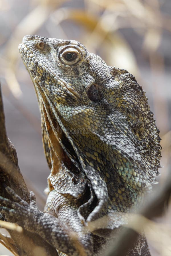The frilled lizard stock image. Image of head, creature - 269861935