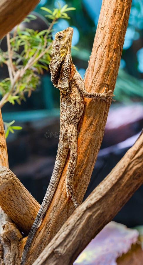 Australian Frill Neck Lizard Stock Photos - Free & Royalty-Free Stock ...