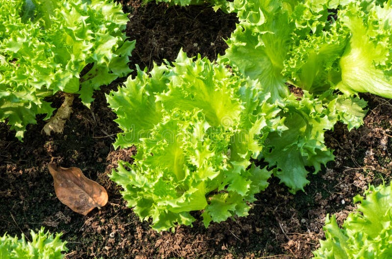 Frillice Iceberg Vegetable Plantation Stock Photo - Image of ...