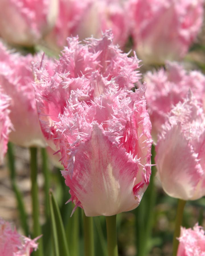 Frilly Tulips stock photo. Image of yellow, delicate - 37754890
