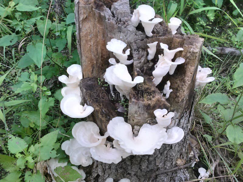 Frilly fungus stock photo. Image of mushrooms, frilly - 58903538