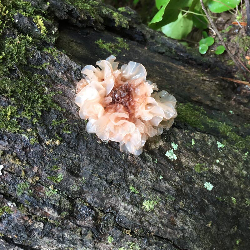 Frilly fungus stock photo. Image of mushrooms, frilly - 58903538