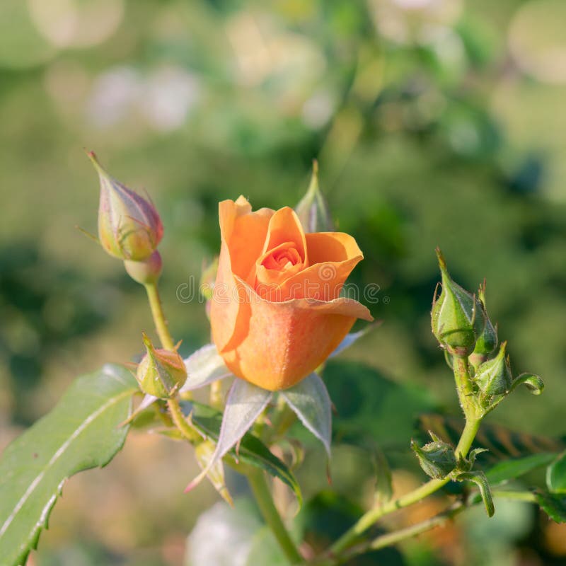 Frilly Jilly Floribunda Rose Stock Image - Image of floribunda, travel ...