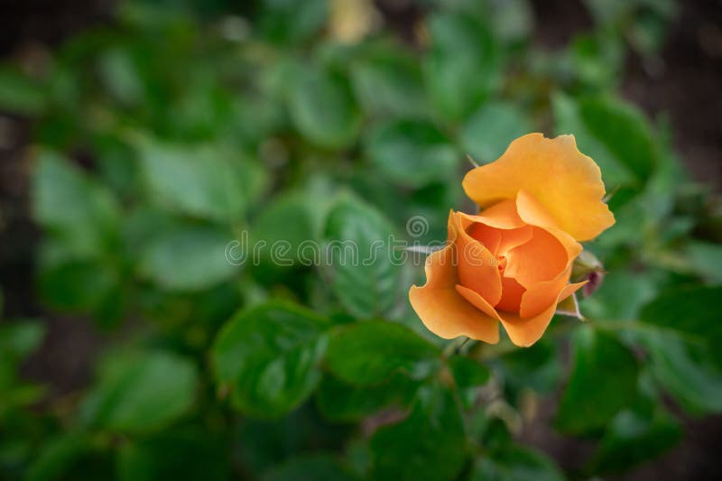 Frilly Jilly Stock Photos - Free & Royalty-Free Stock Photos from ...