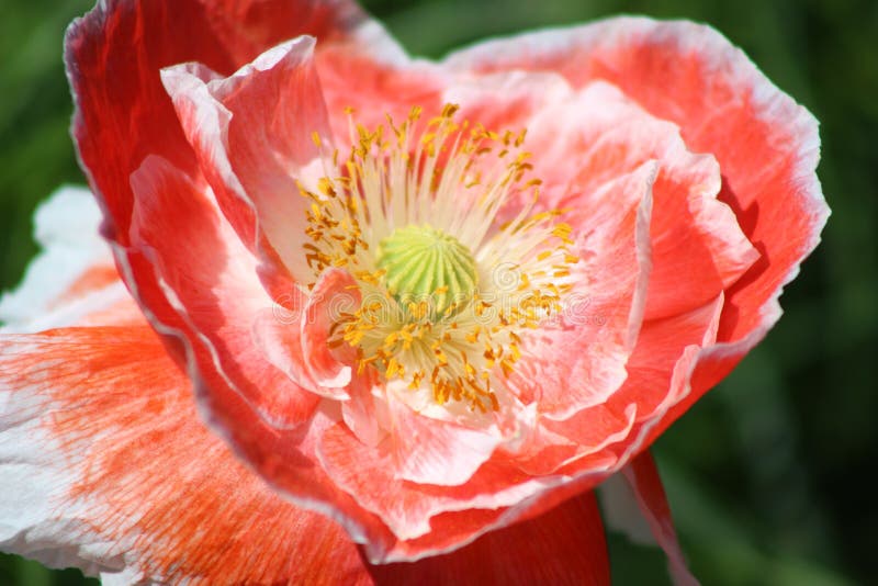 Frilly poppy stock photo. Image of yellow, poppy, garden - 52231494