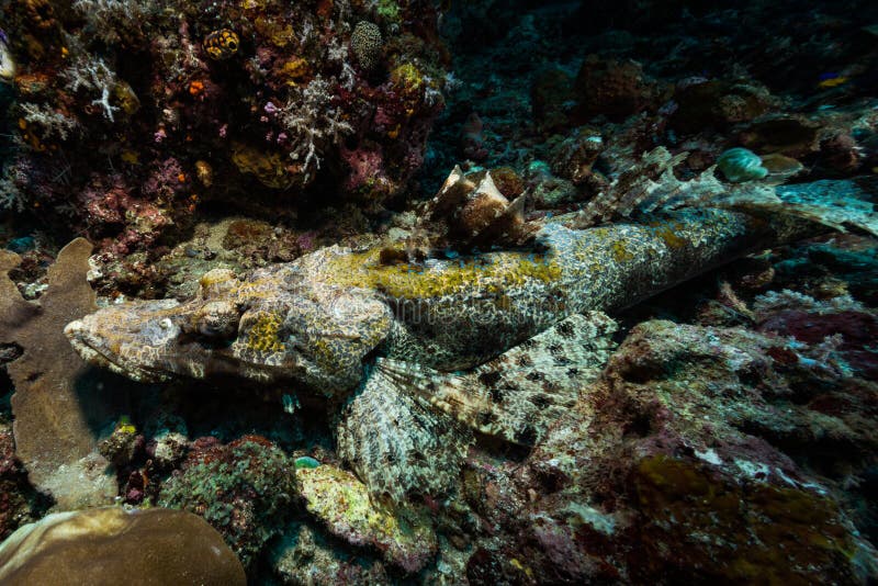 Fringe-eyed Crcodile Flathead Fish Stock Photo - Image of fish, raja ...