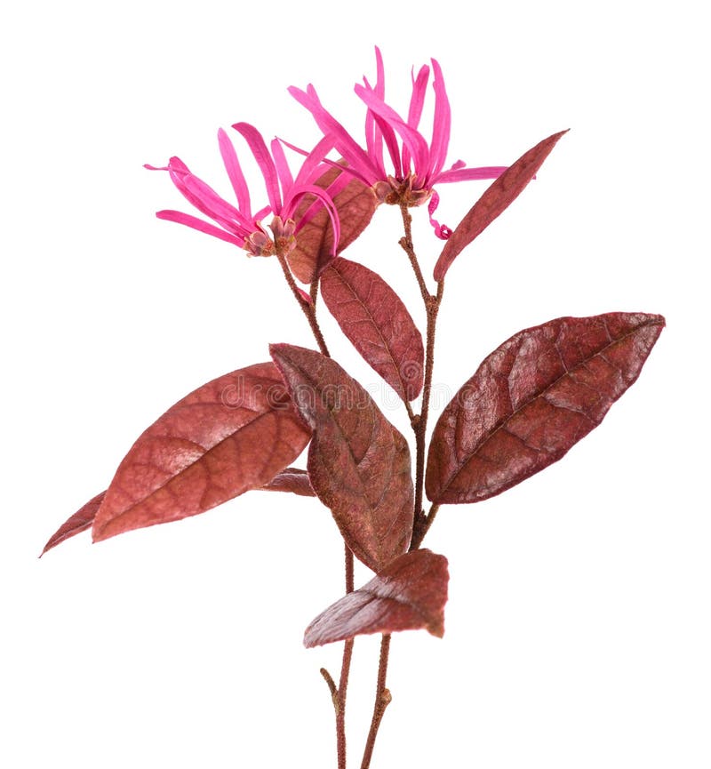 Fringe Flower stock image. Image of narrow, strap, fringe - 221799679