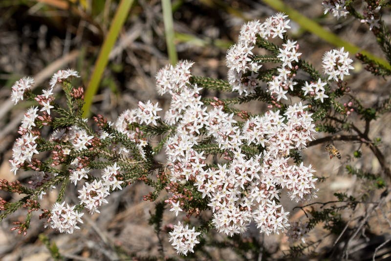 Fringe Myrtle stock image. Image of tetragona, nature - 192045449