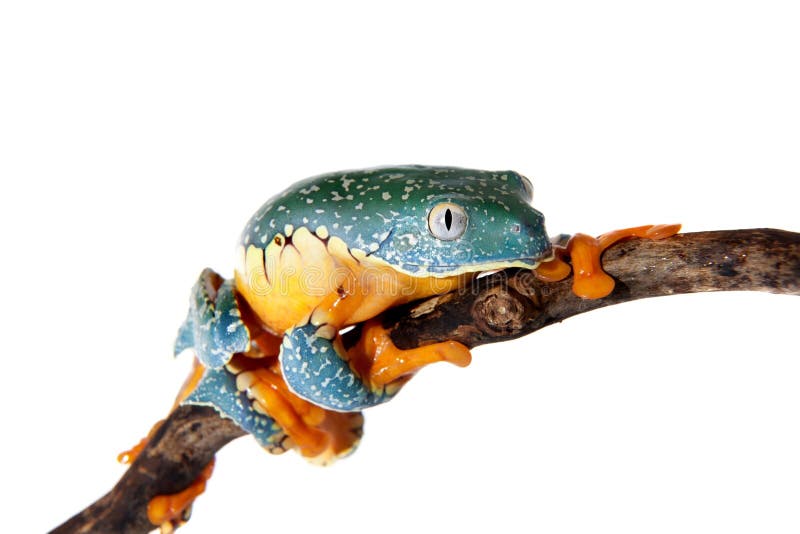 415 Turquoise Frog Stock Photos - Free & Royalty-Free Stock Photos from ...