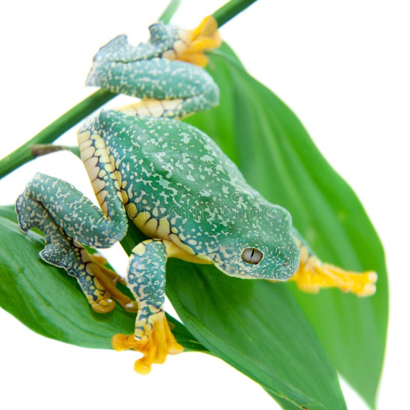 Fringe tree frog stock image. Image of macro, frog, tree - 68436625