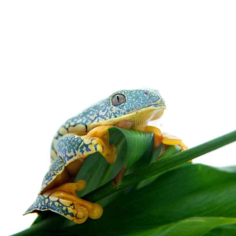 Fringe tree frog stock image. Image of macro, frog, tree - 68436625