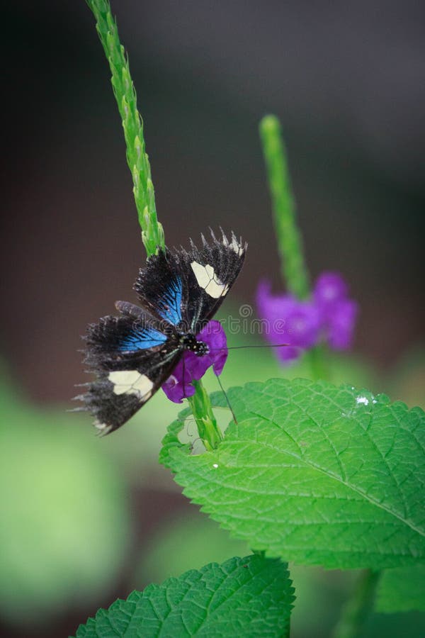 Fringed wings stock image. Image of beauty, fringed, flower - 86126647