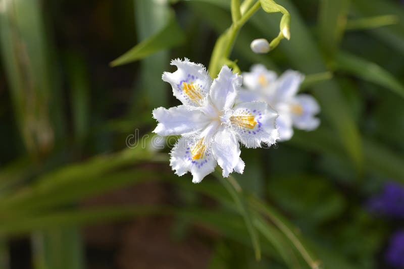 Fringed iris stock photo. Image of japonica, flower - 381812864