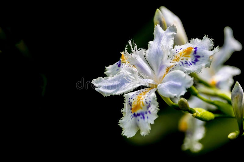 Fringed Iris in Full Bloom in Springtime Japanese Field Stock Image ...