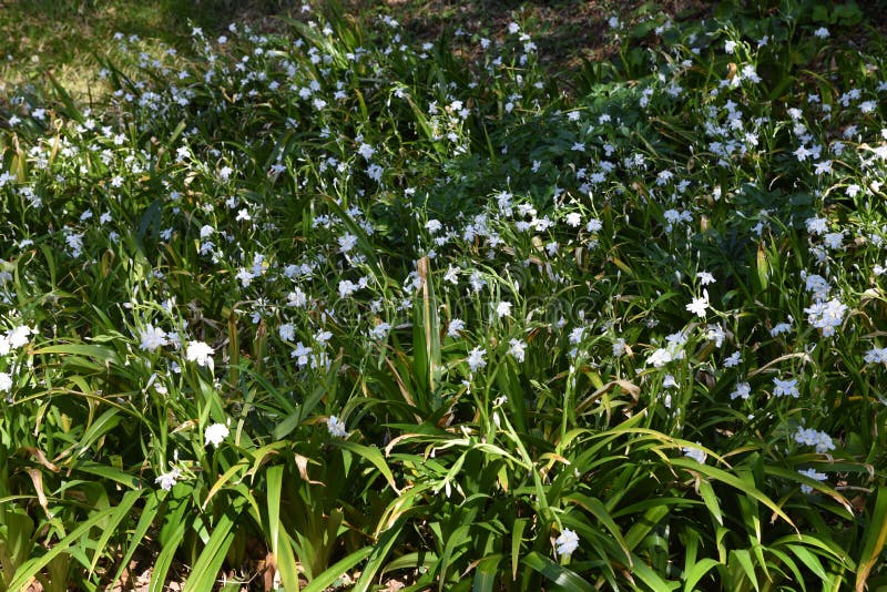 Fringed iris Iris japonica stock image. Image of iris - 143985349