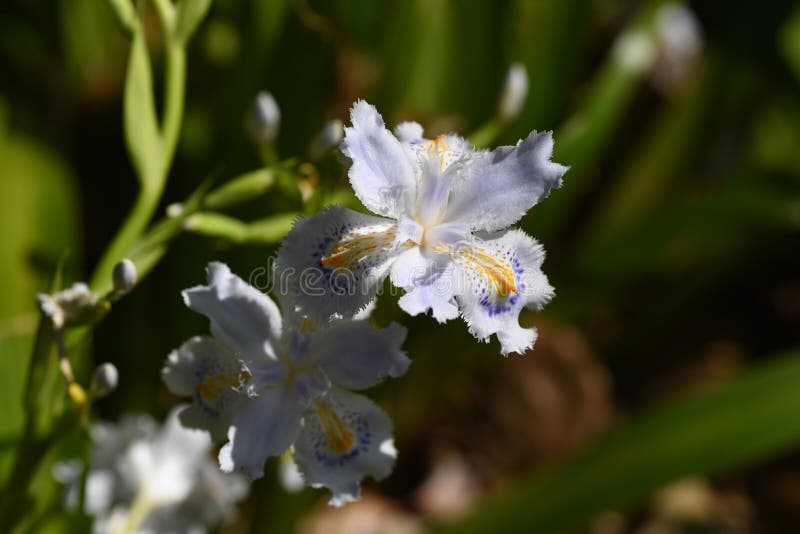 Fringed iris Iris japonica stock image. Image of fringed - 143985483