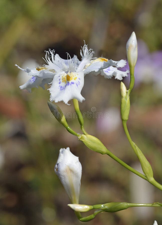 Fringed Iris stock photo. Image of fringed, portrait - 106517368