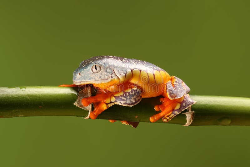 Fringed leaf tree Frog stock photo. Image of frogs, life - 89160076