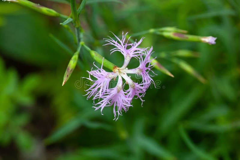 Fringed Pink, Dianthus Superbus Stock Image - Image of flora, fringed ...