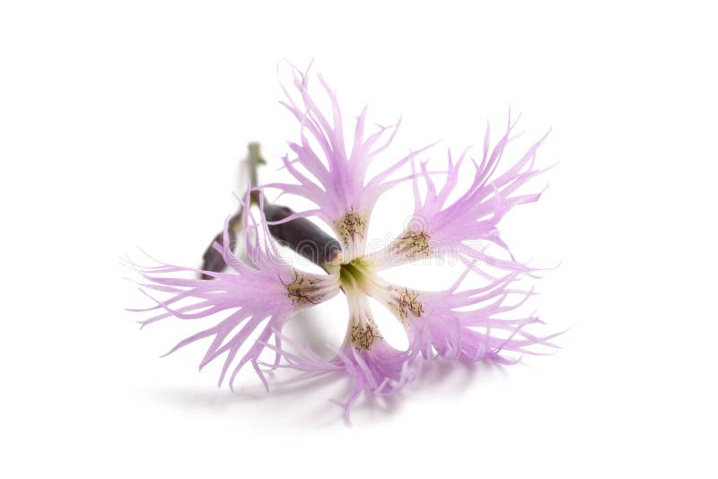 Fringed pink stock photo. Image of carnation, dianthus - 122532422