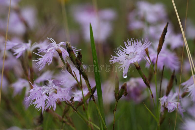 Fringed Pink stock image. Image of flower, fringed, flora - 85855055