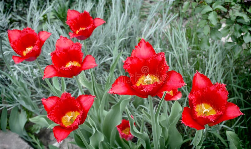 Fringed Tulip Fabio stock image. Image of beauty, pollen - 35619183