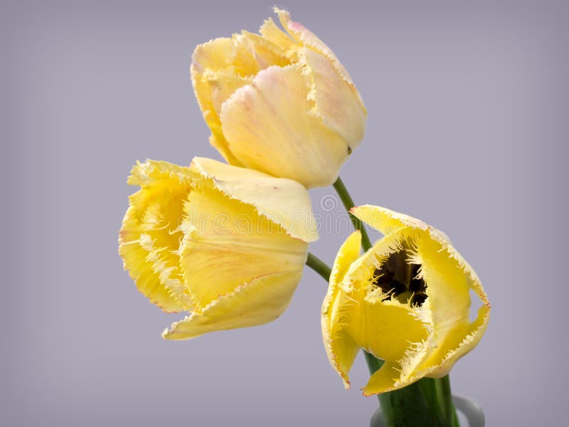 Fringed Tulip Fabio stock image. Image of beauty, pollen - 35619183
