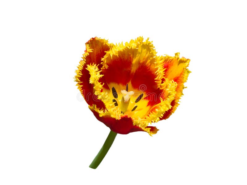 Fringed Tulip Fabio stock image. Image of beauty, pollen - 35619183