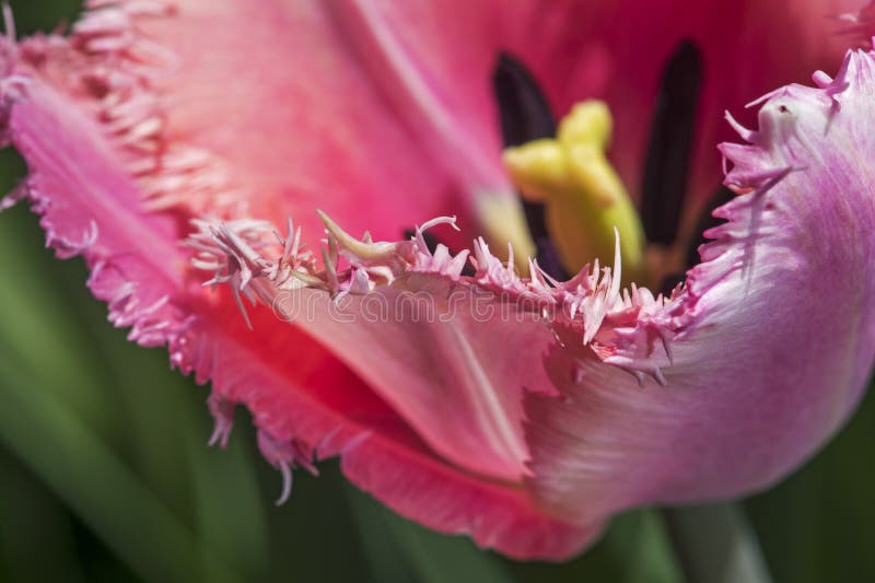 Fringed Tulip Fabio stock image. Image of beauty, pollen - 35619183