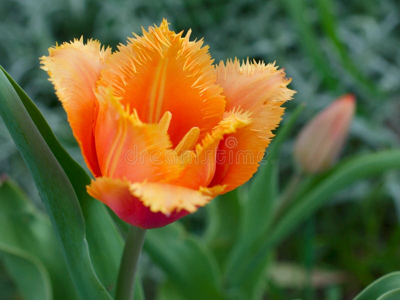 Fringed Tulip Fabio stock image. Image of beauty, pollen - 35619183