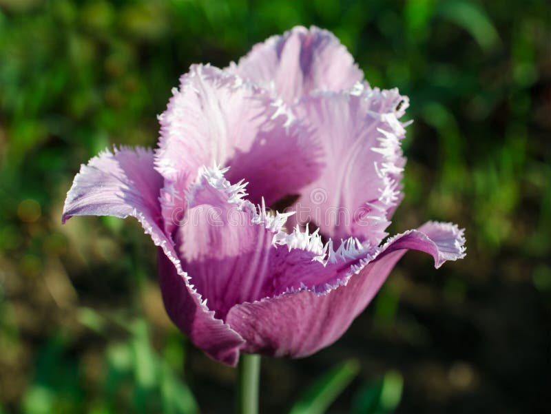 Fringed Tulip Fabio stock image. Image of beauty, pollen - 35619183