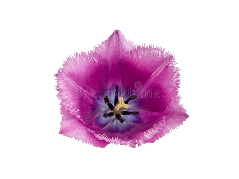 Fringed Tulips Blue Heron Stock Photos - Free & Royalty-Free Stock ...