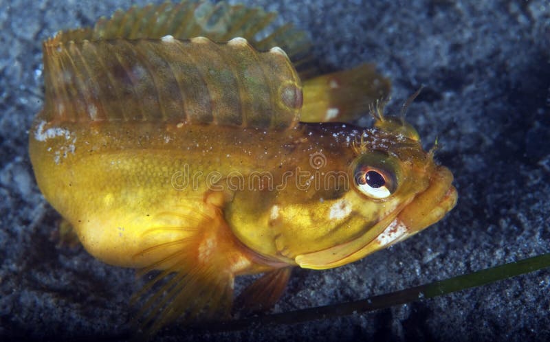 Fringehead stock image. Image of underworld, adventure - 32327117
