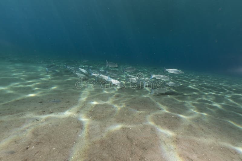 Fringelip mullet and ocean stock photo. Image of ocean - 14077768