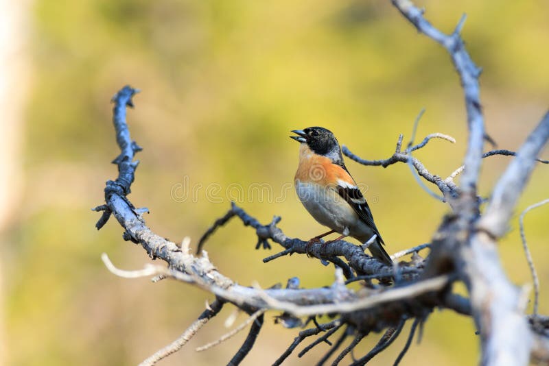Fringilla Montifringilla, Brambling. Stock Photo - Image of season ...