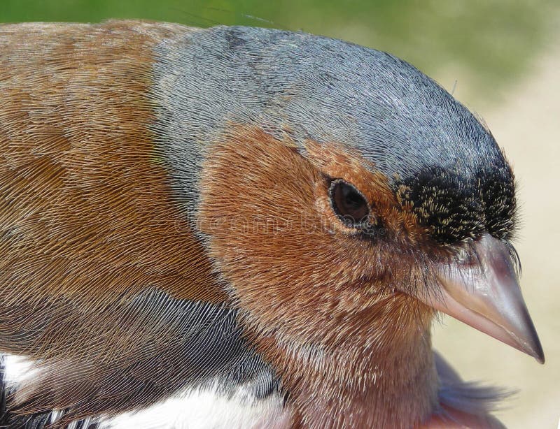 Fringuello stock image. Image of testa, isola, tuscany - 19176497