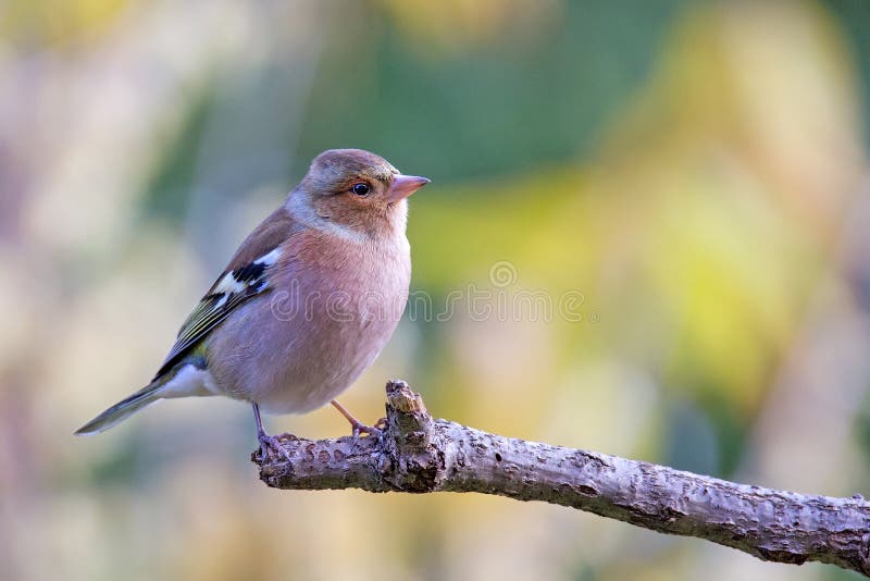 Fringuello Comune (coelebs Del Fringilla) Su Un Ramo Immagine Stock ...