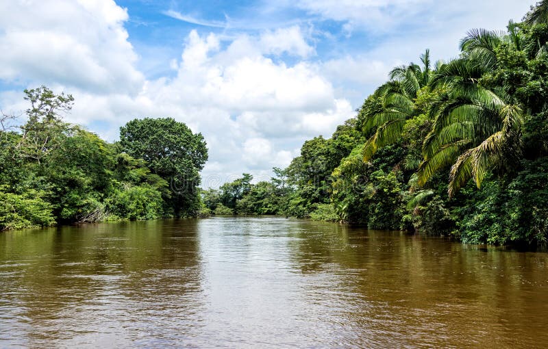 Frio River in Costa Rica Jungle. Stock Image - Image of chiles, nature ...