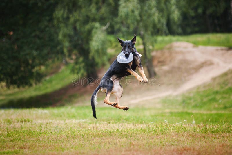 Frisbee black dog catching stock image. Image of energy - 26566057