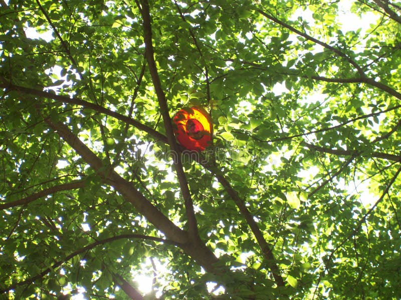 Frisbee and Branches of Tree Stock Image - Image of nature, green ...