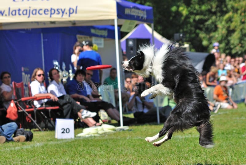 Frisbee competition editorial stock image. Image of canine - 27022979