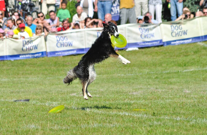 Frisbee competition editorial stock photo. Image of disc - 27022983
