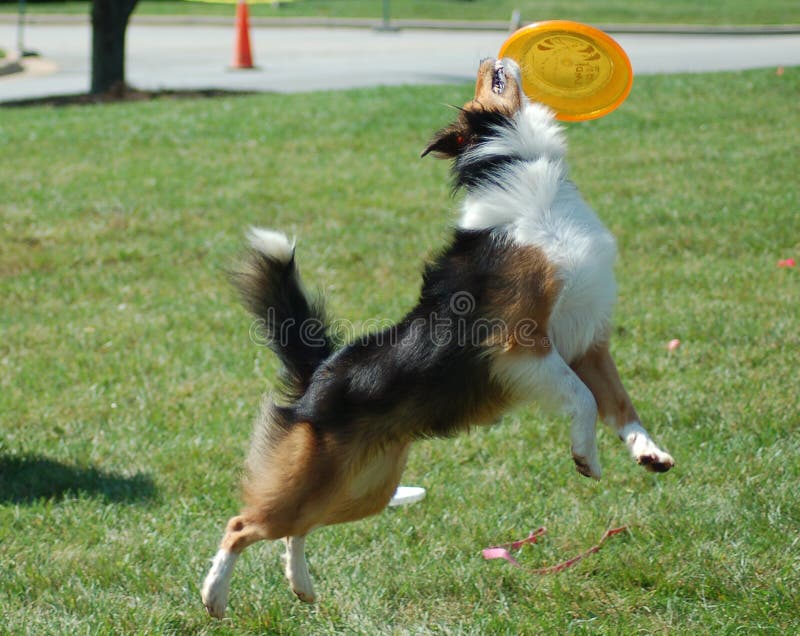 Frisbee Dog stock photo. Image of active, frisbee, hound - 1332274