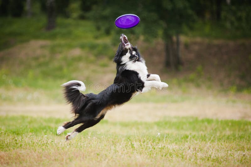 Frisbee dog stock photo. Image of humor, catching, canine - 26577072