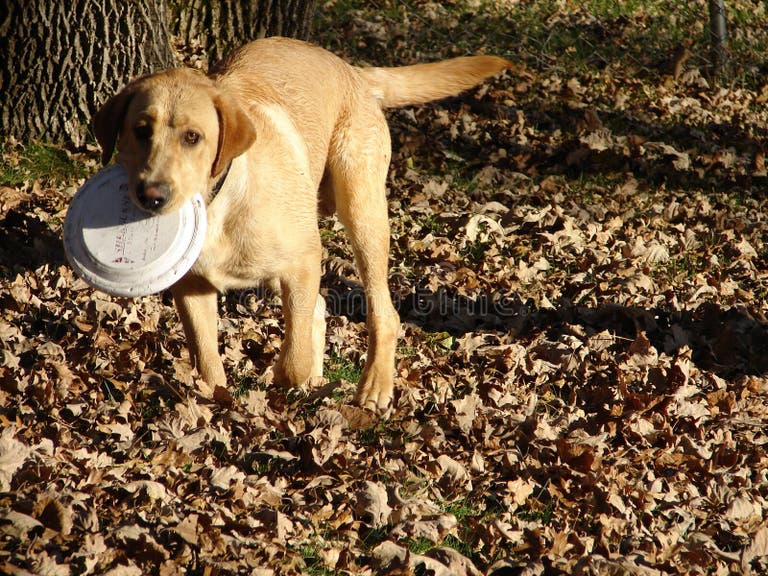 Frisbee Dog in Fall stock photo. Image of running, outdoors - 1449272