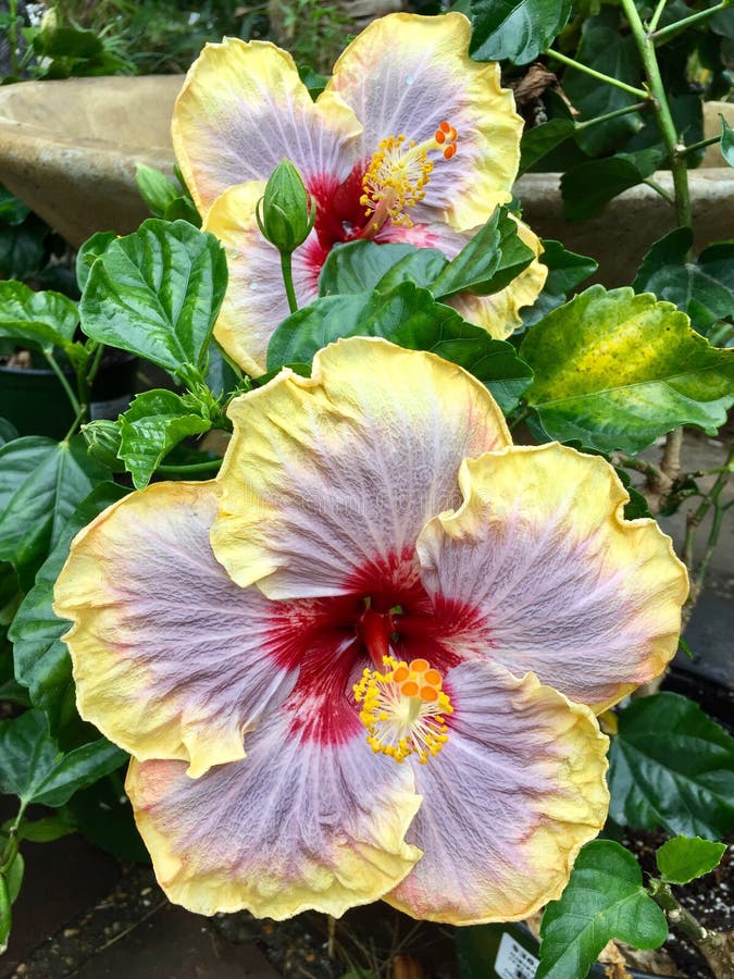 Frisbee hibiscus stock image. Image of hibiscus, frisbee - 87564061