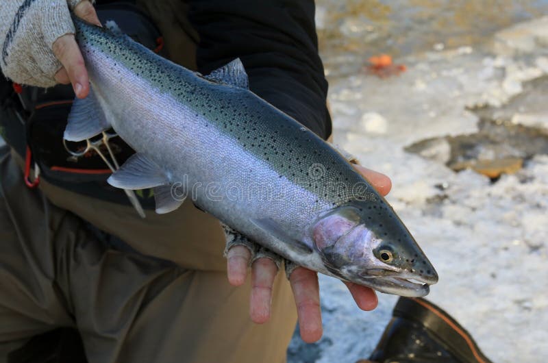 Frisch gefangene Forelle stockbild. Bild von naß, person - 6660429